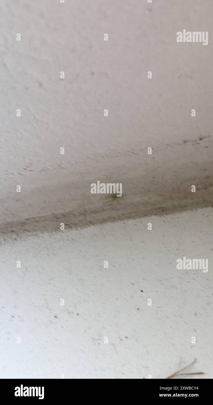 Green Meshweaver (Nigma walckenaeri) Arachnida Stock Photo - Alamy