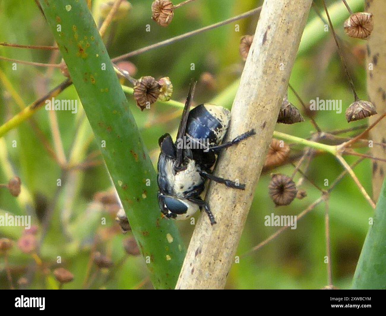 Cuterebra hi-res stock photography and images - Alamy
