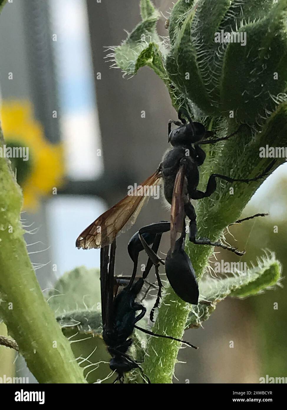 Mexican Grass-carrying Wasp (Isodontia mexicana) Insecta Stock Photo ...