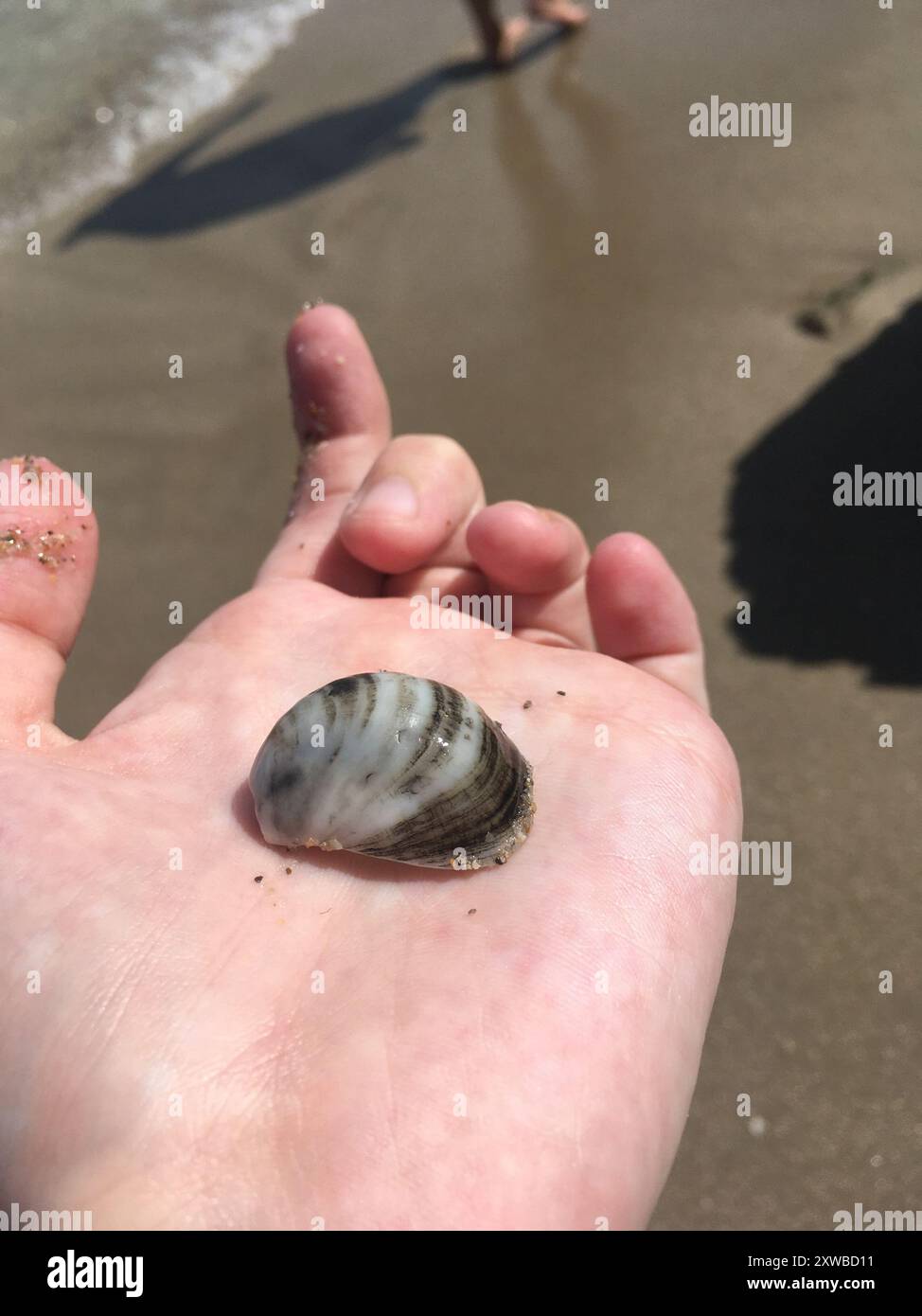 Common Atlantic Slippersnail (Crepidula fornicata) Mollusca Stock Photo ...