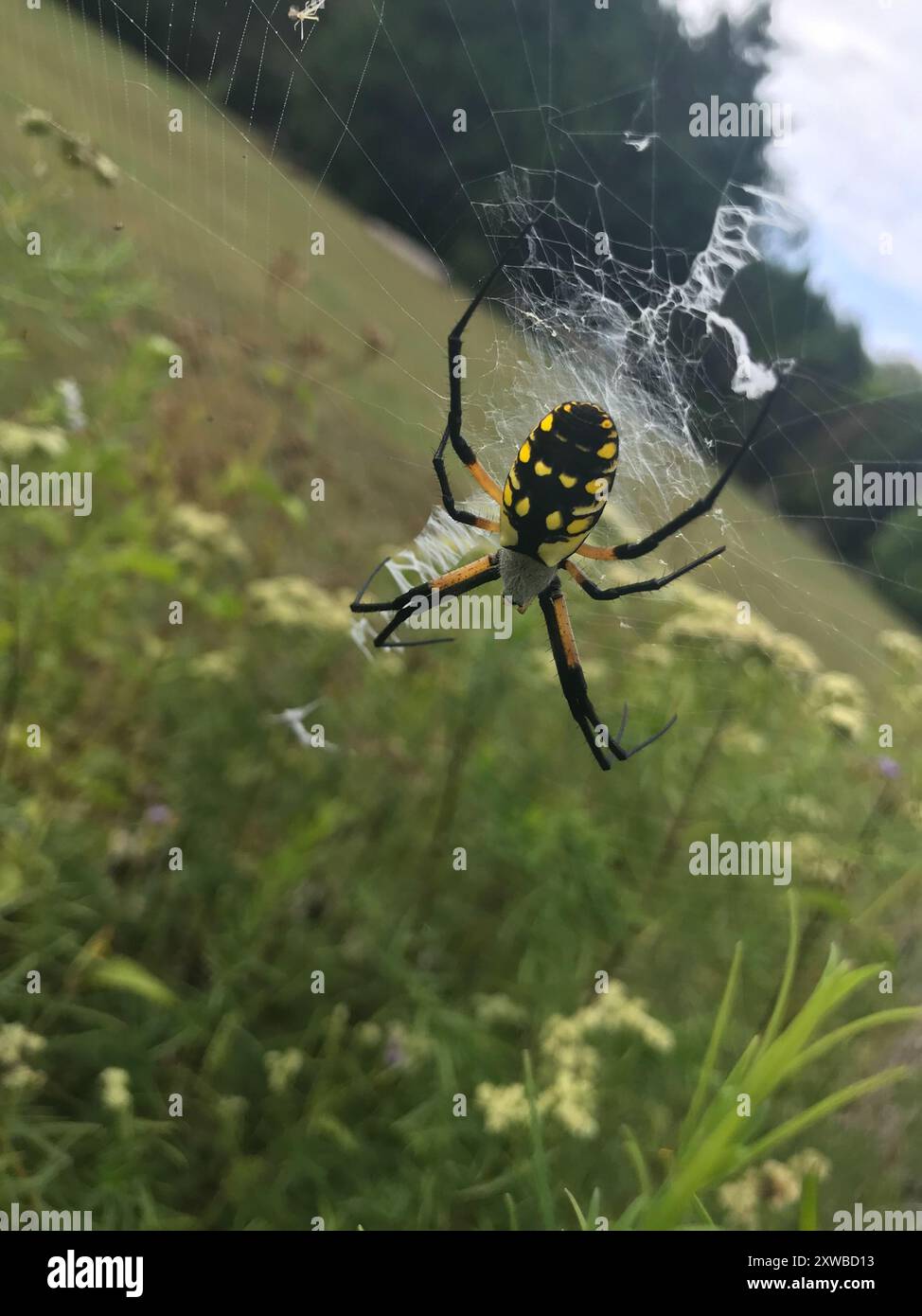 Yellow Garden Spider (Argiope aurantia) Arachnida Stock Photo - Alamy