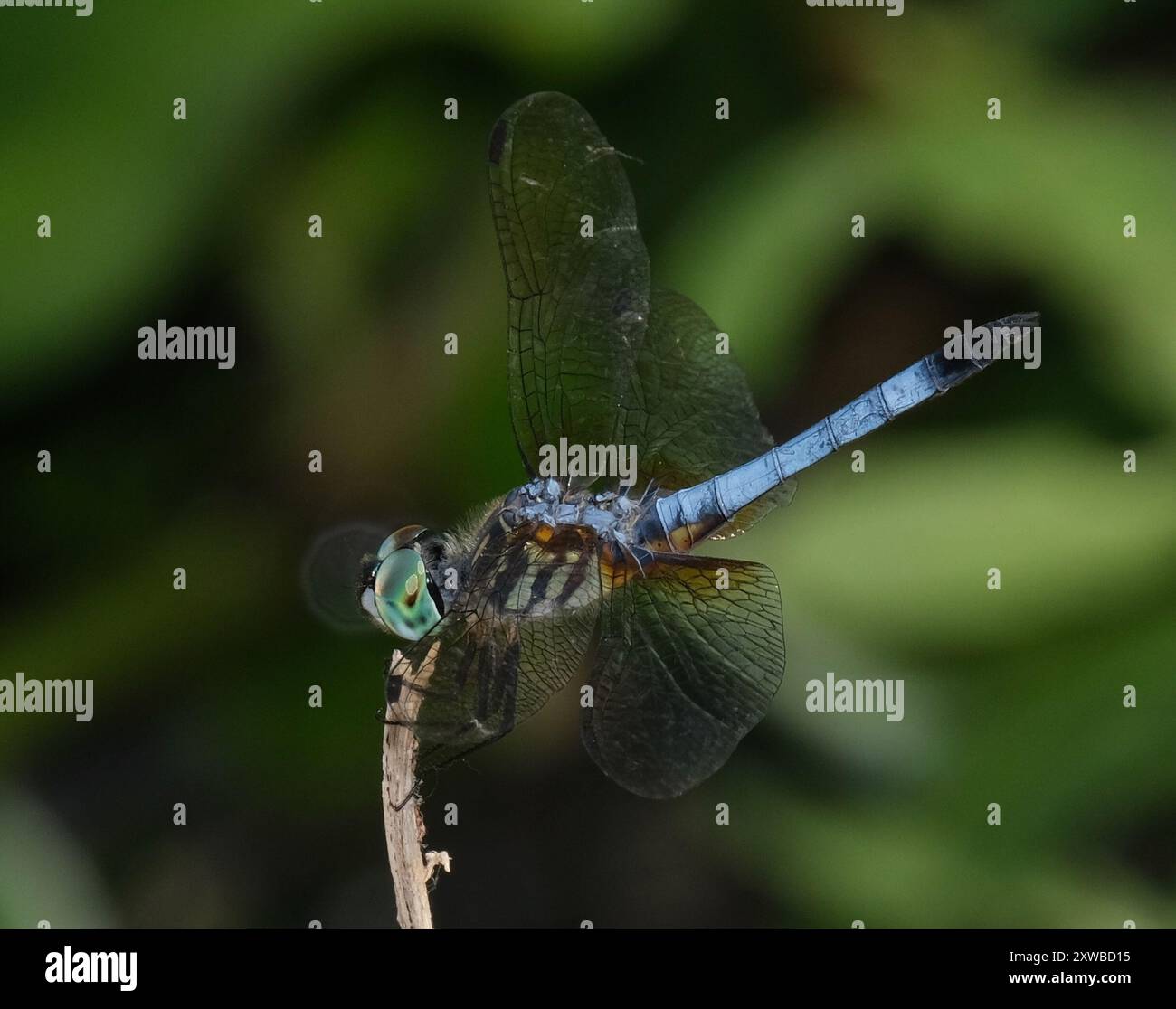 Blue Dasher (Pachydiplax longipennis) Insecta Stock Photo - Alamy