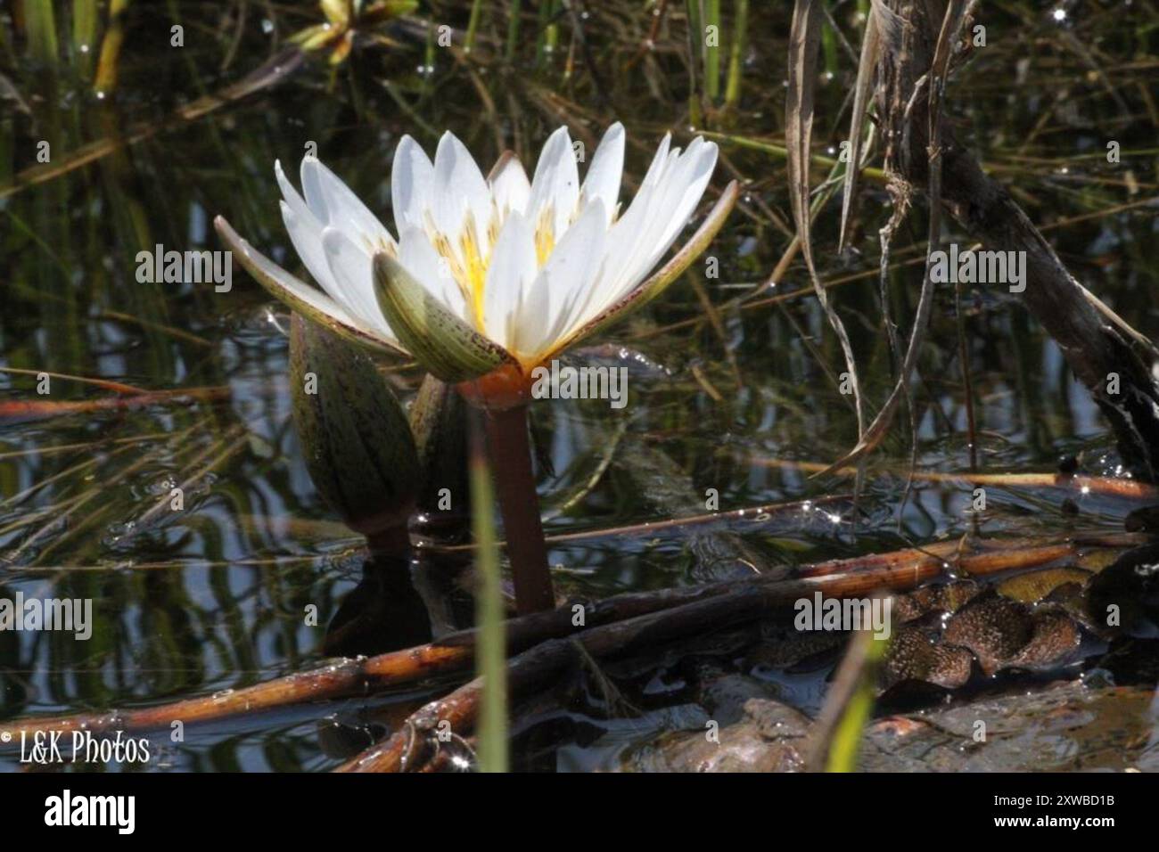 Blue Water Lily (Nymphaea nouchali caerulea) Plantae Stock Photo - Alamy