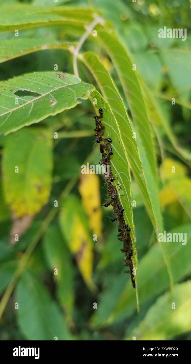 Walnut Caterpillar Moth (Datana integerrima) Insecta Stock Photo - Alamy