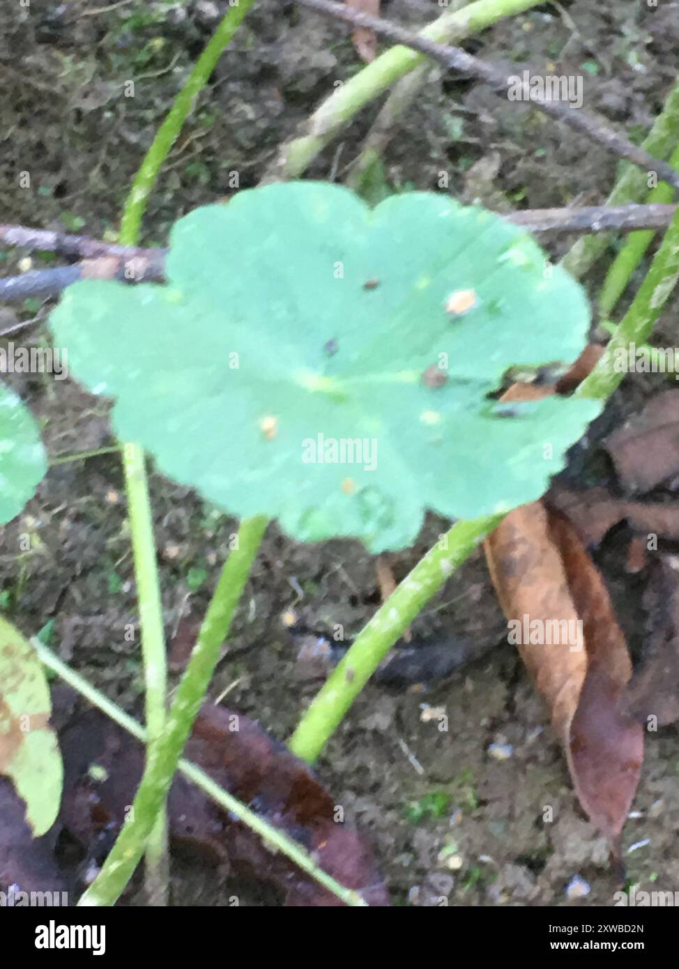 floating marsh pennywort (Hydrocotyle ranunculoides) Plantae Stock ...