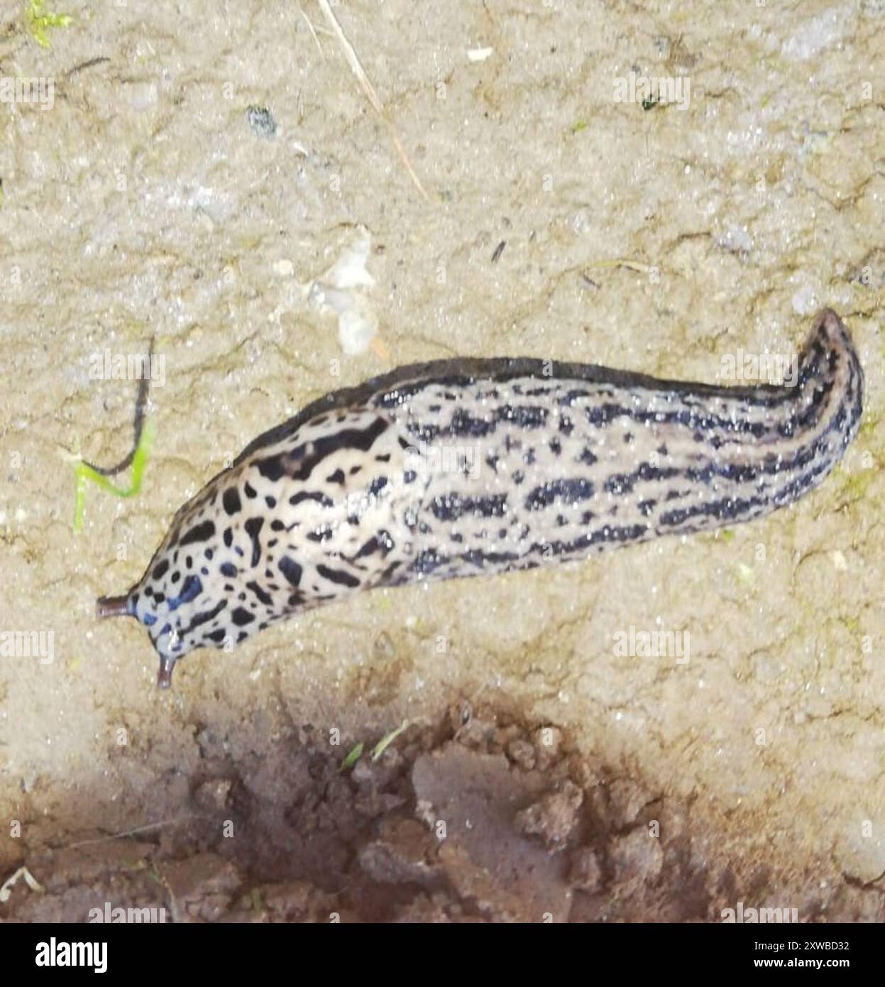 Leopard Slug (Limax maximus) Mollusca Stock Photo - Alamy