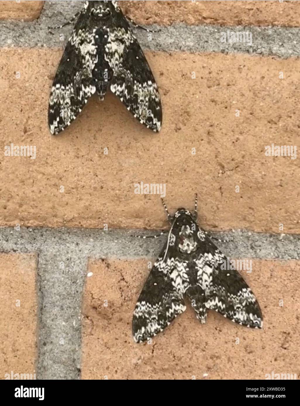 Rustic Sphinx (Manduca rustica) Insecta Stock Photo - Alamy