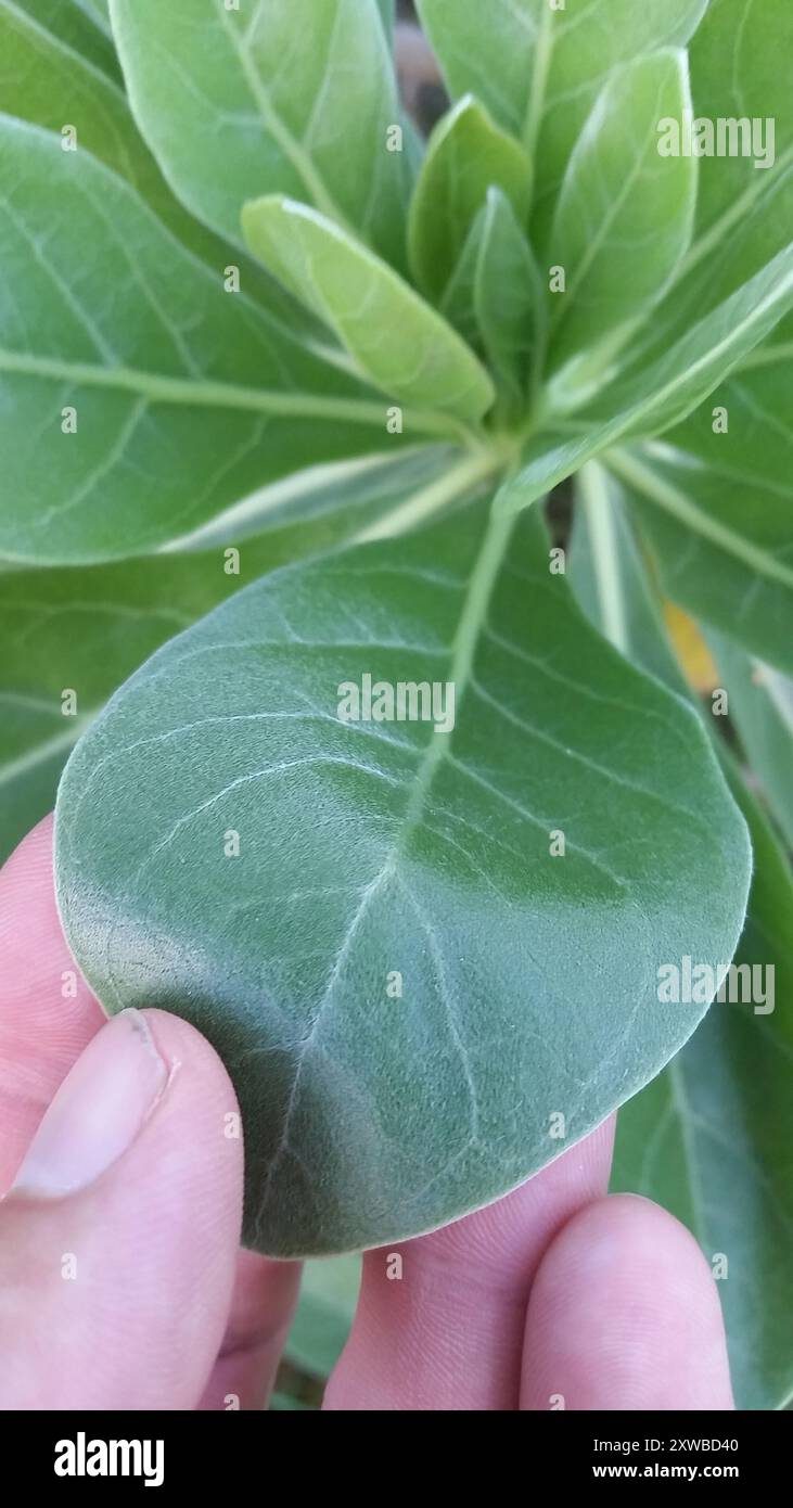 tree heliotrope (Heliotropium arboreum) Plantae Stock Photo - Alamy