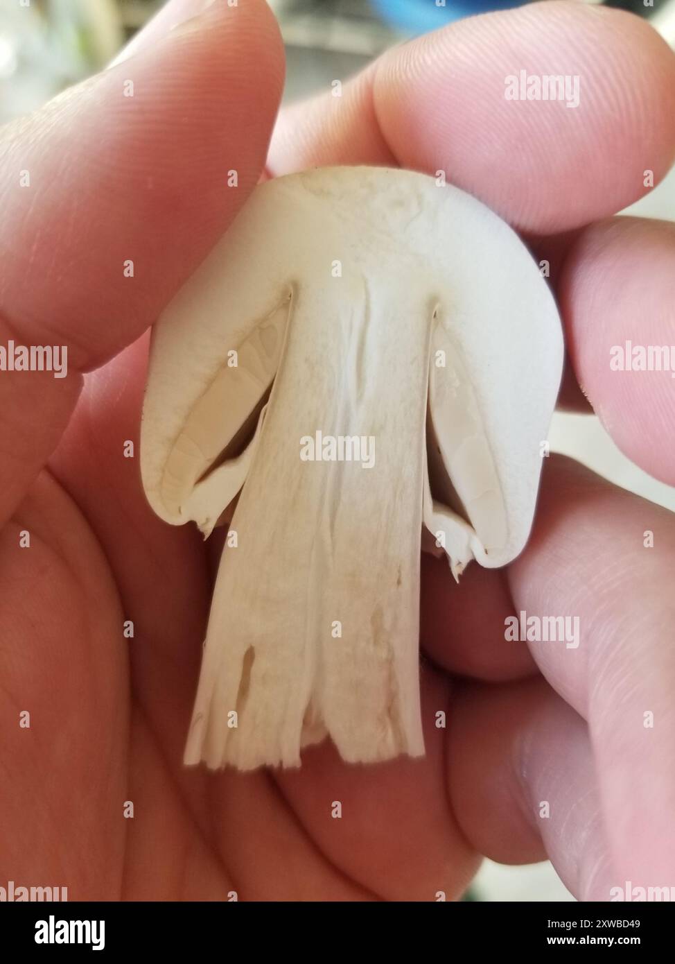 White Dapperling (Leucoagaricus leucothites) Fungi Stock Photo - Alamy