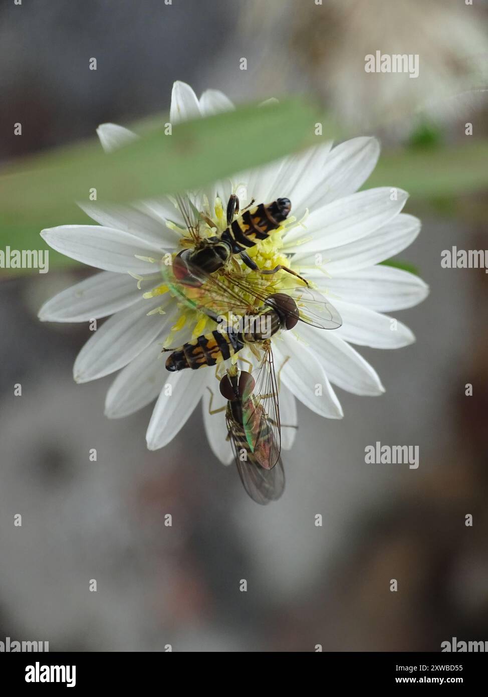 Eastern Calligrapher (Toxomerus geminatus) Insecta Stock Photo - Alamy