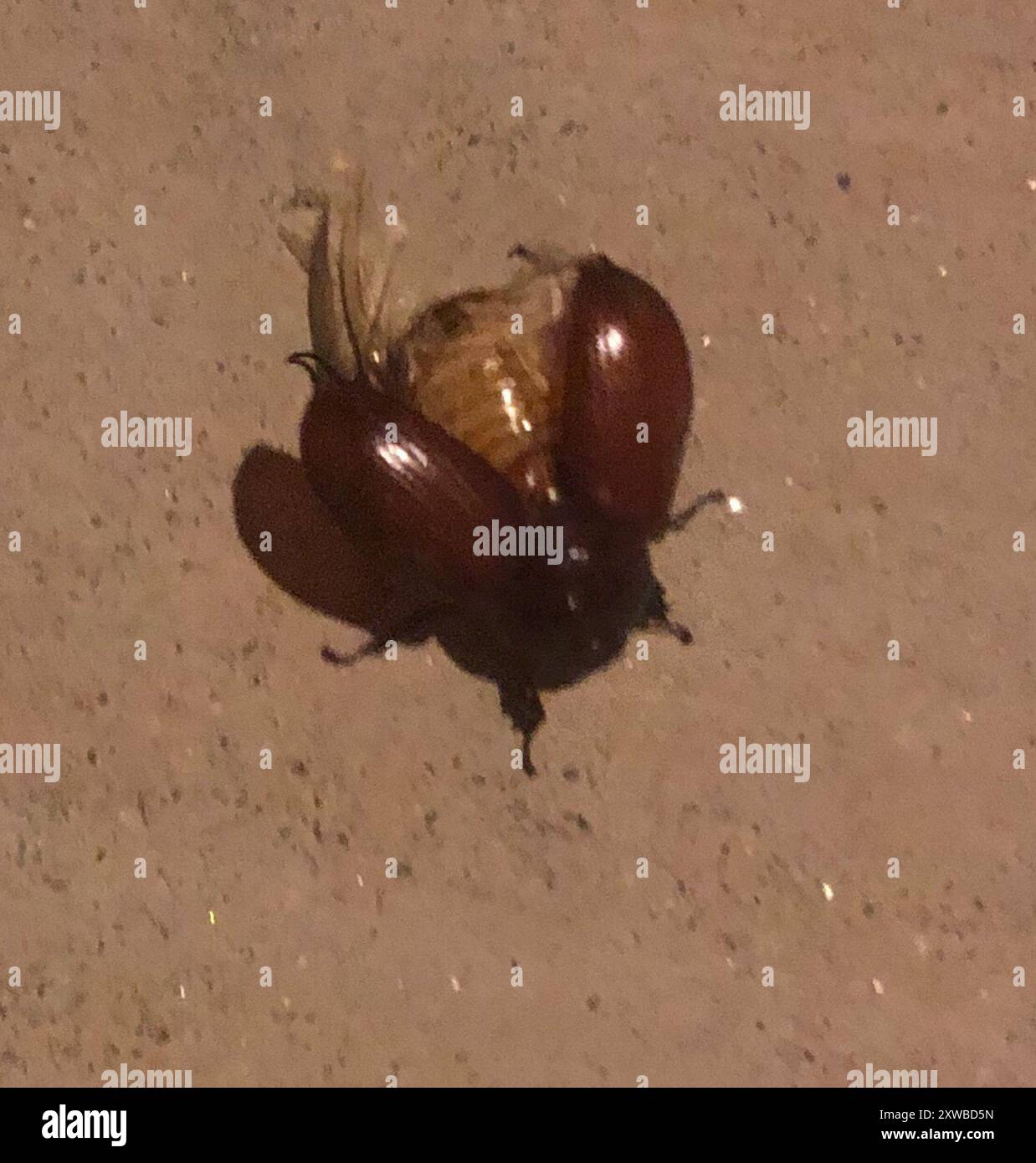Carrot Beetles (Tomarus) Insecta Stock Photo - Alamy