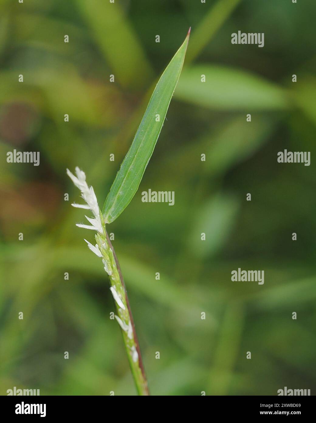 Japanese stiltgrass (Microstegium vimineum) Plantae Stock Photo - Alamy