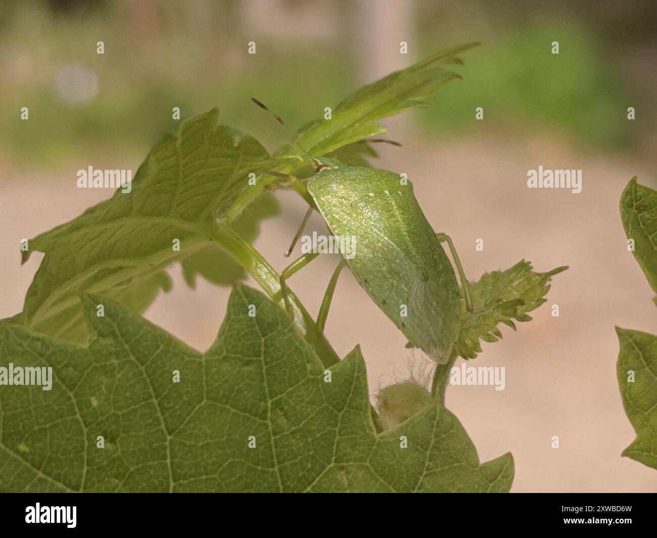Southern Green Stink Bug (Nezara viridula) Insecta Stock Photo - Alamy