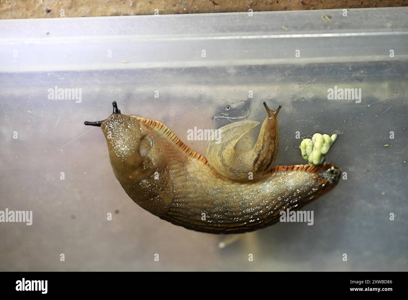Arion Slugs (Arion) Mollusca Stock Photo - Alamy