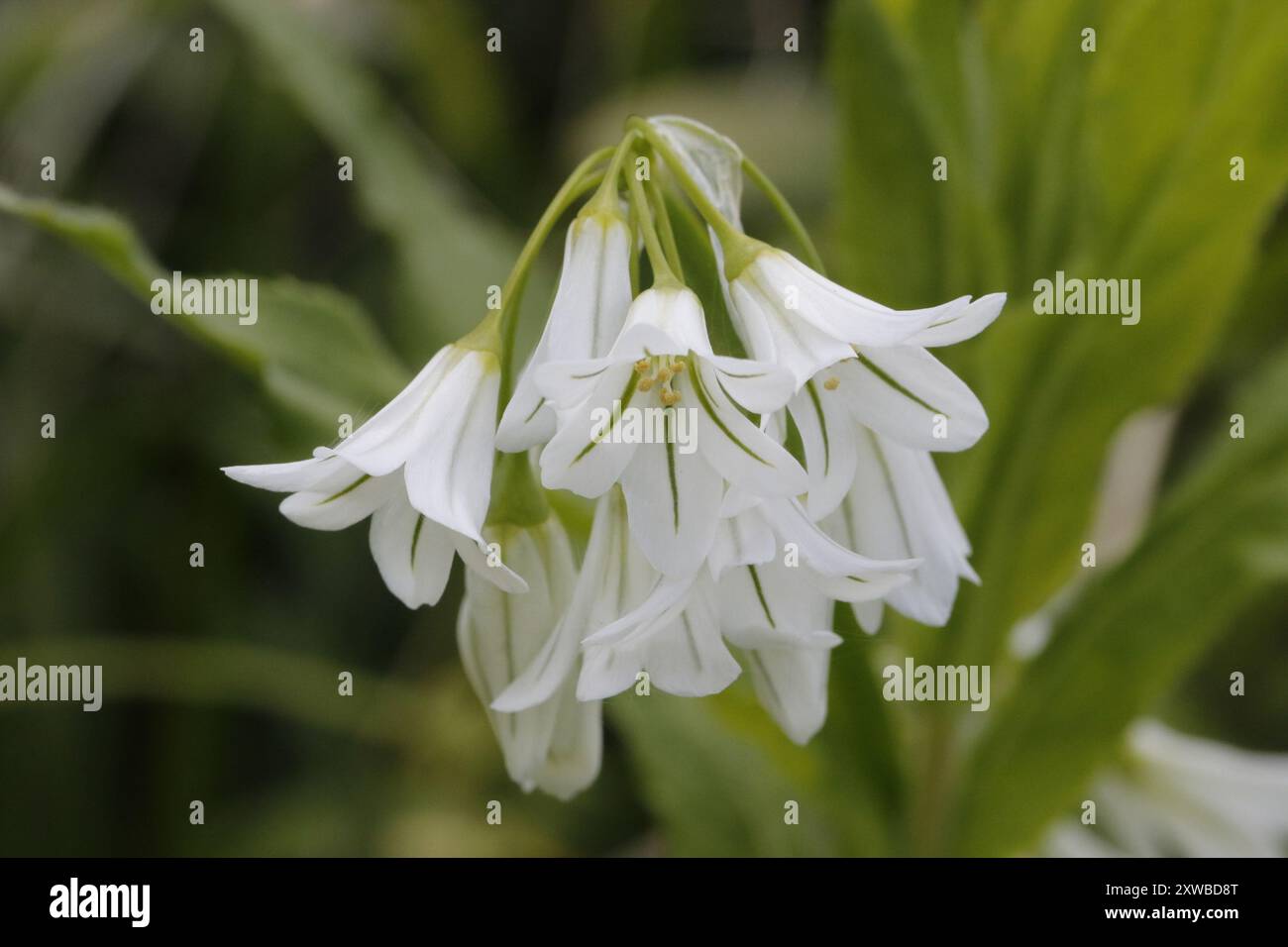Three-cornered garlic (Allium triquetrum) Plantae Stock Photo - Alamy
