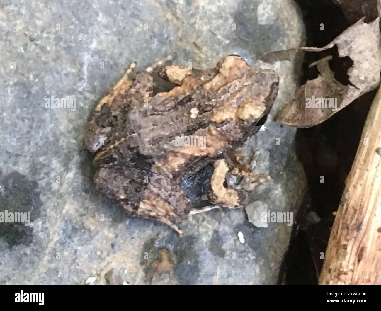 Tungara frog hi-res stock photography and images - Alamy