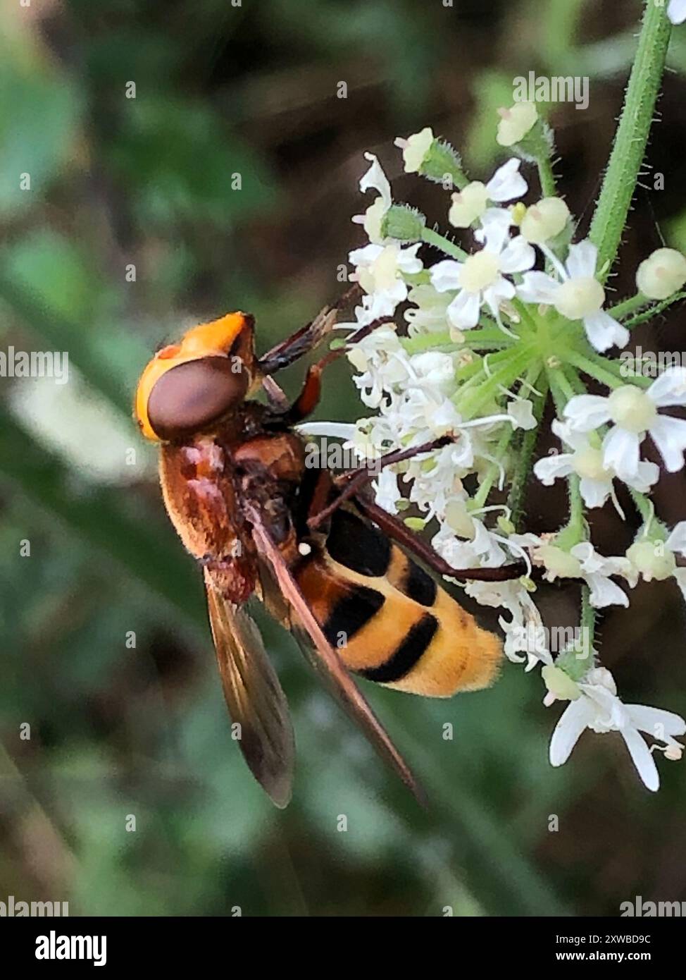 Hornet Mimic Hover Fly (Volucella zonaria) Insecta Stock Photo - Alamy