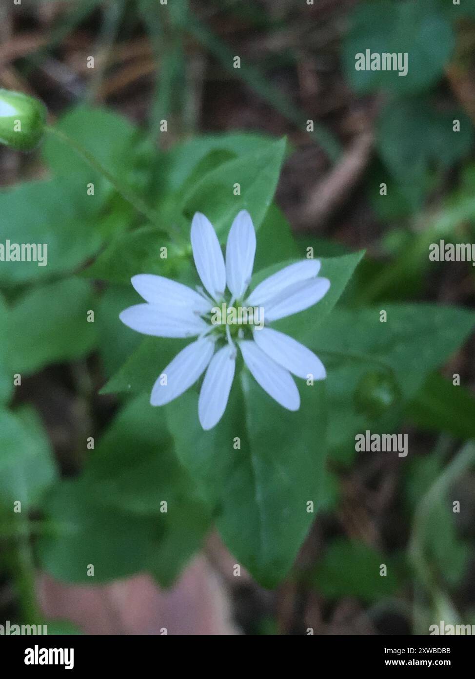 Water Chickweed (Stellaria aquatica) Plantae Stock Photo - Alamy
