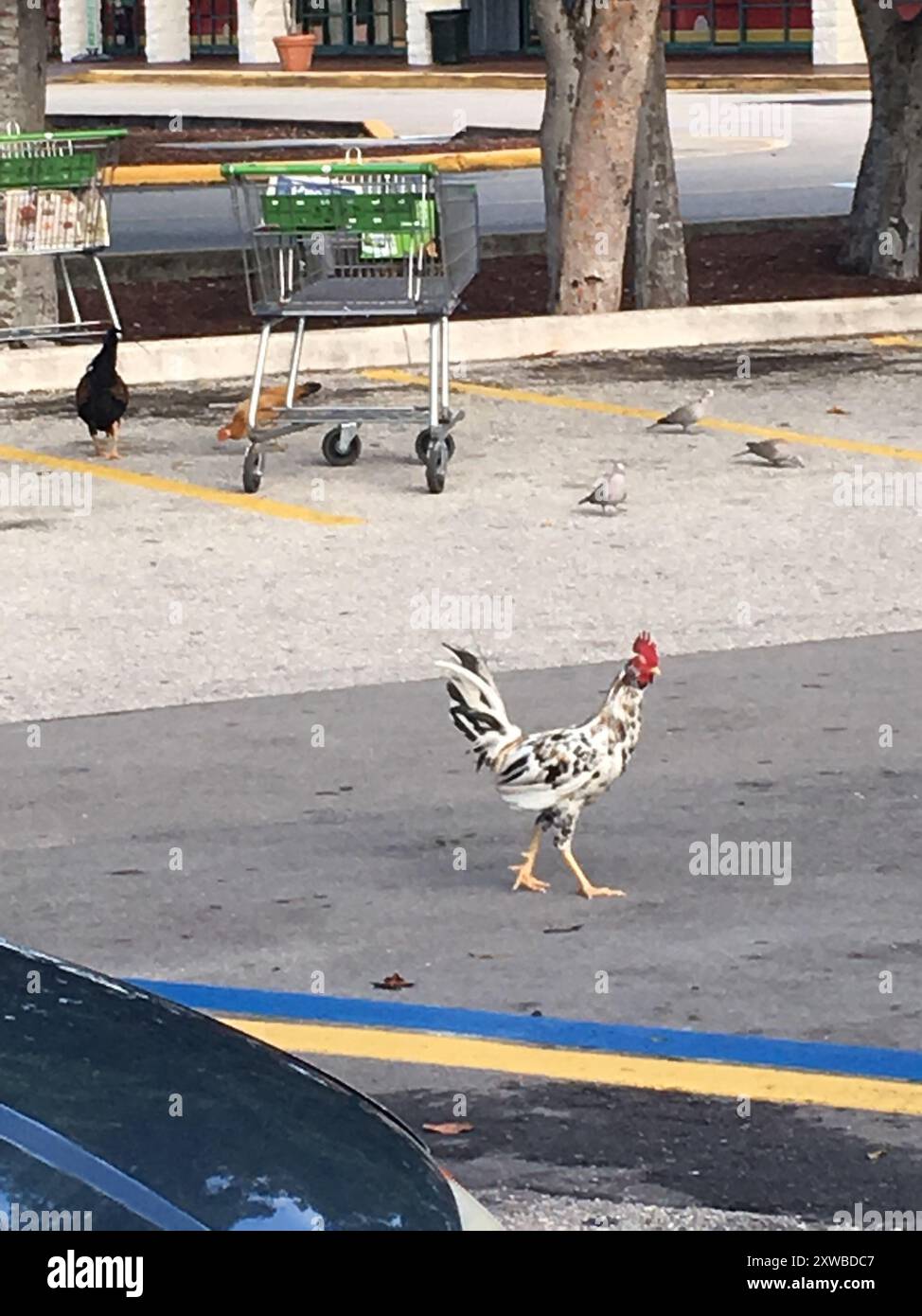 Domestic Chicken (Gallus gallus domesticus) Aves Stock Photo - Alamy