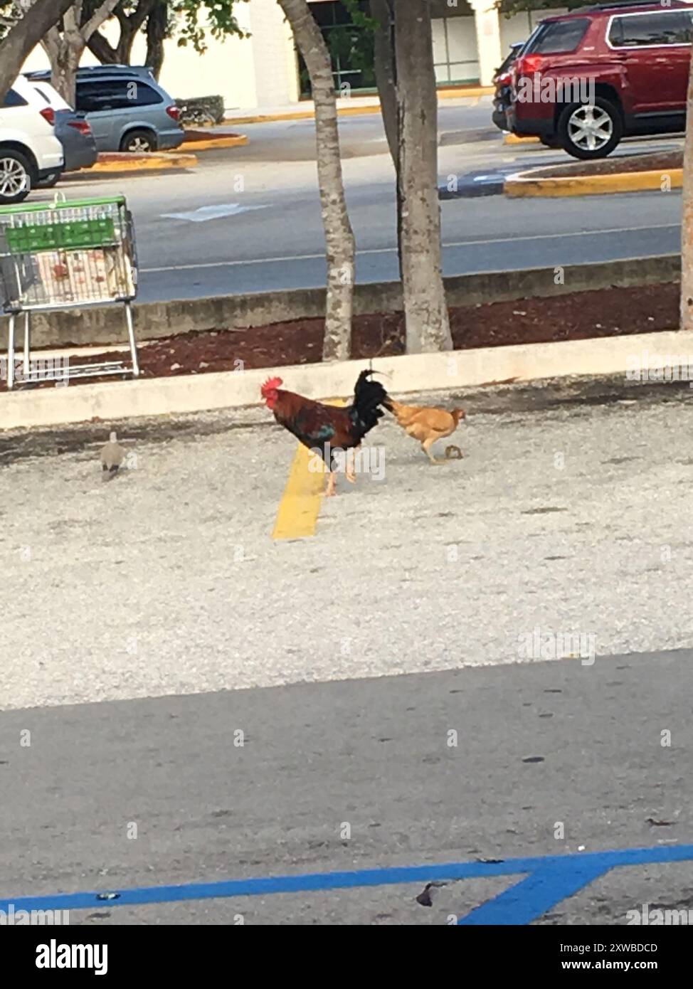 Domestic Chicken (Gallus gallus domesticus) Aves Stock Photo - Alamy