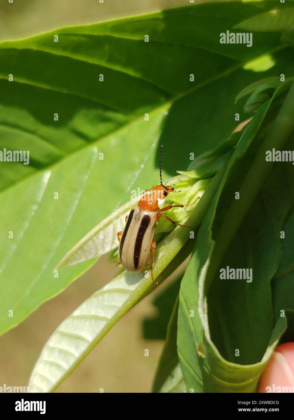Zonitis hi-res stock photography and images - Alamy