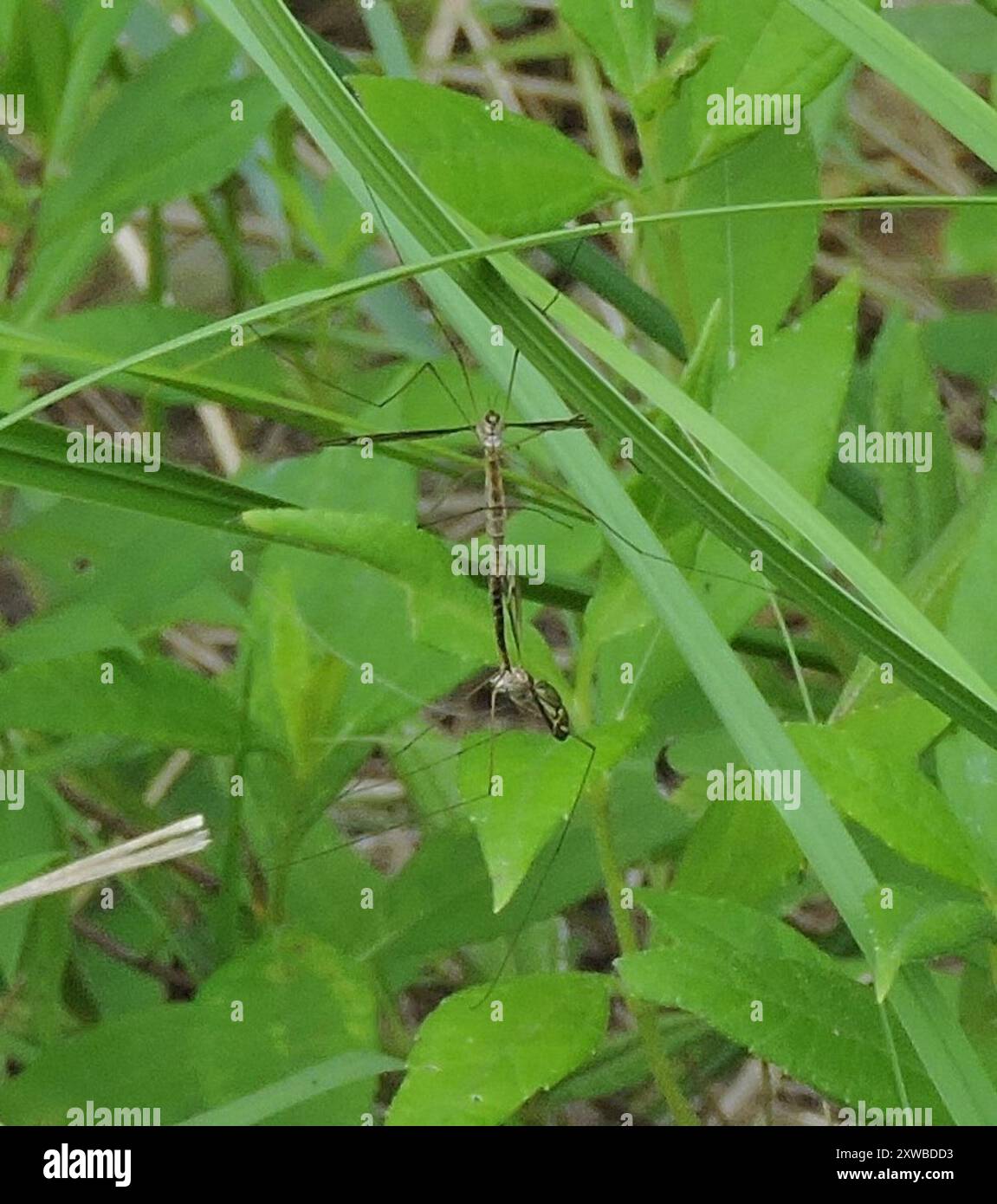 Large Crane Flies (Tipulidae) Insecta Stock Photo - Alamy