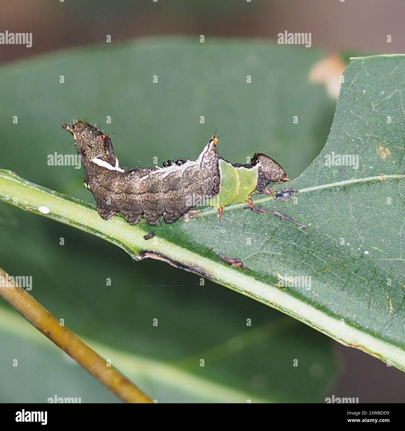 Unicorn Prominent (Coelodasys unicornis) Insecta Stock Photo - Alamy