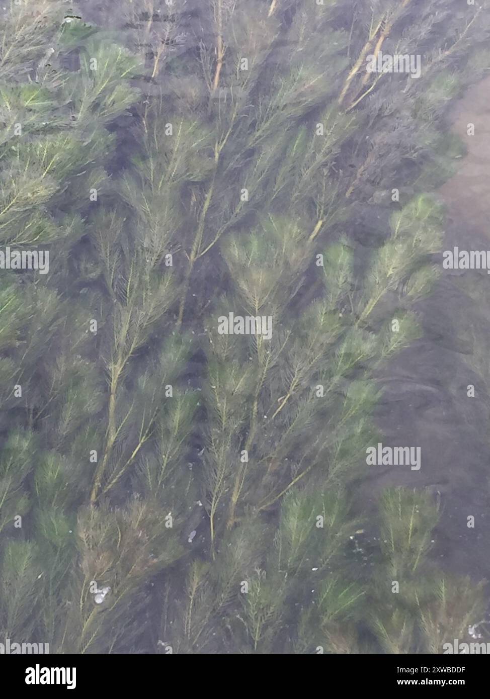 Eurasian water-milfoil (Myriophyllum spicatum) Plantae Stock Photo - Alamy