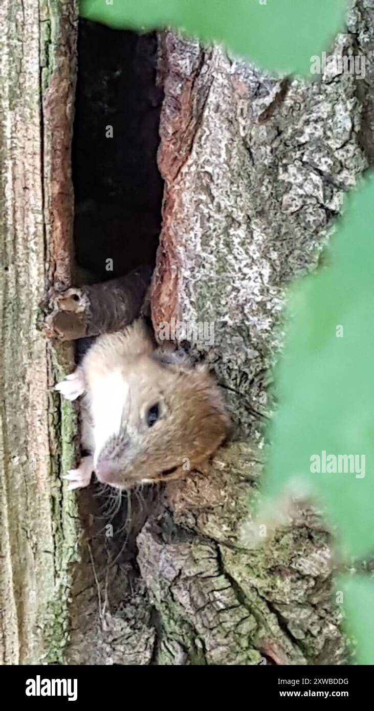 Old World Mice and Rats (Muridae) Mammalia Stock Photo - Alamy