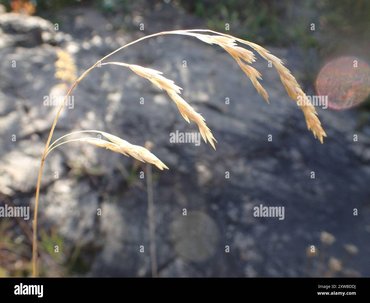 Graphephorum melicoides hi-res stock photography and images - Alamy