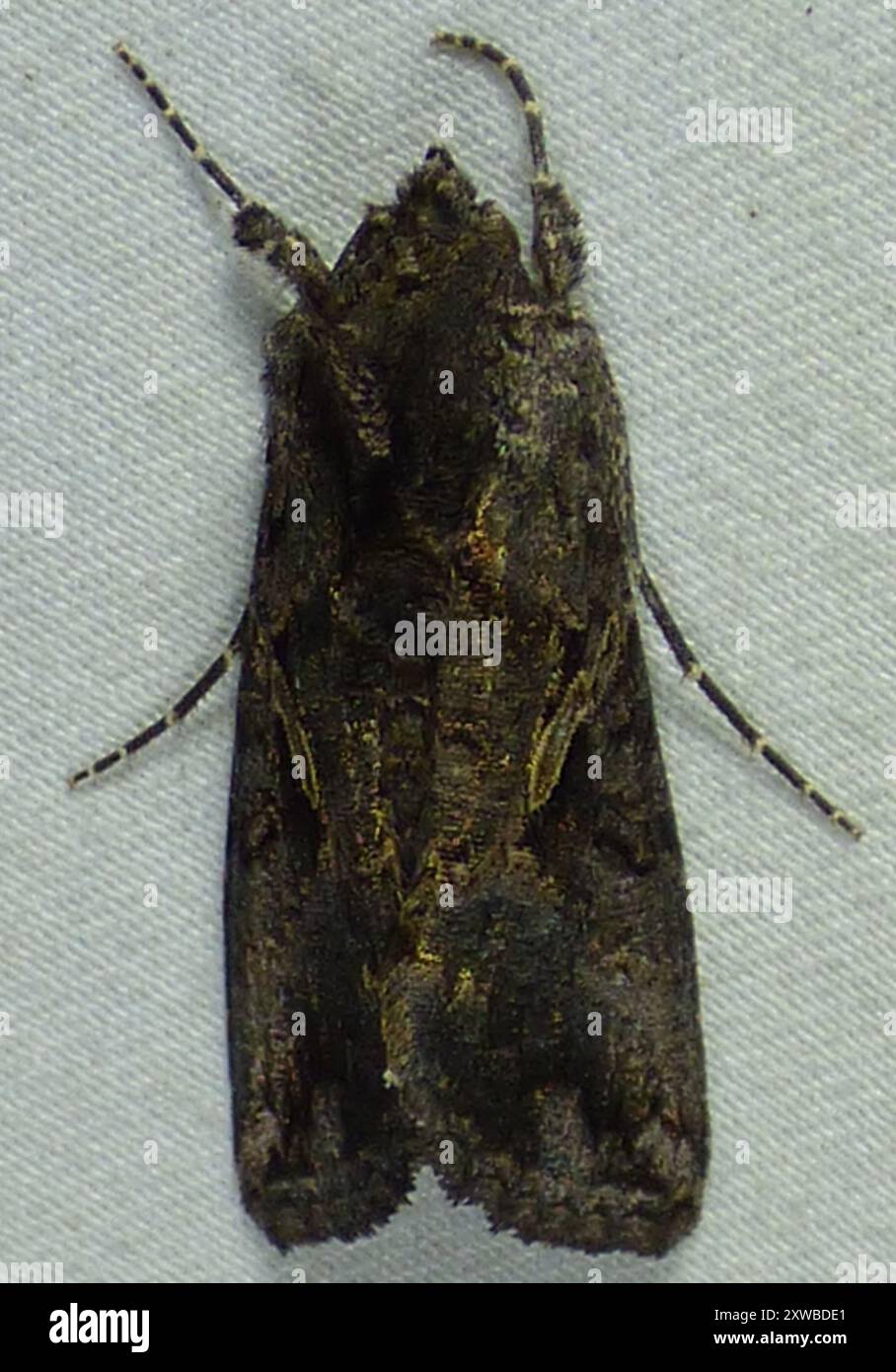 Sharp-stigma Looper Moth (Ctenoplusia oxygramma) Insecta Stock Photo ...