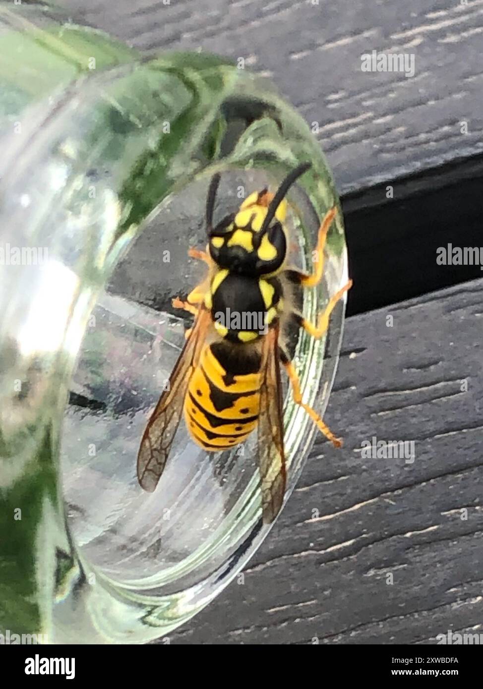 German Yellowjacket (Vespula germanica) Insecta Stock Photo - Alamy