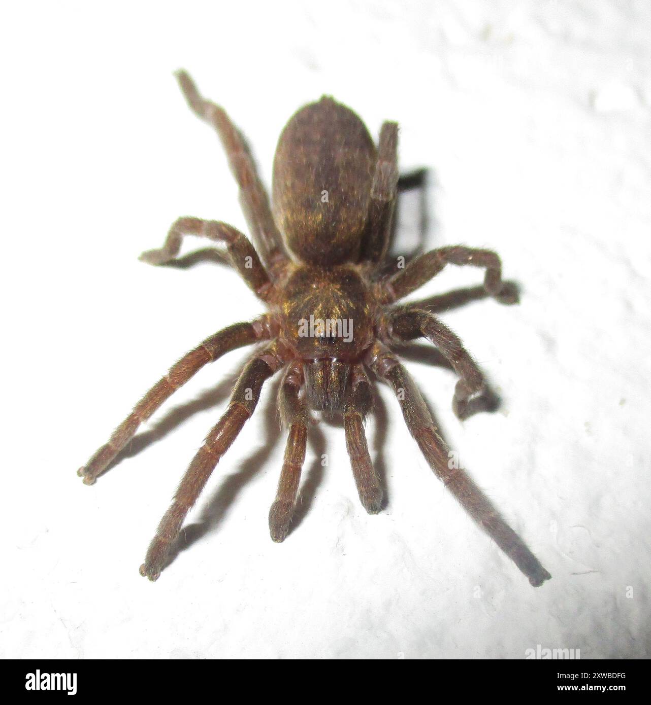 Spiders (Araneae) Arachnida Stock Photo - Alamy