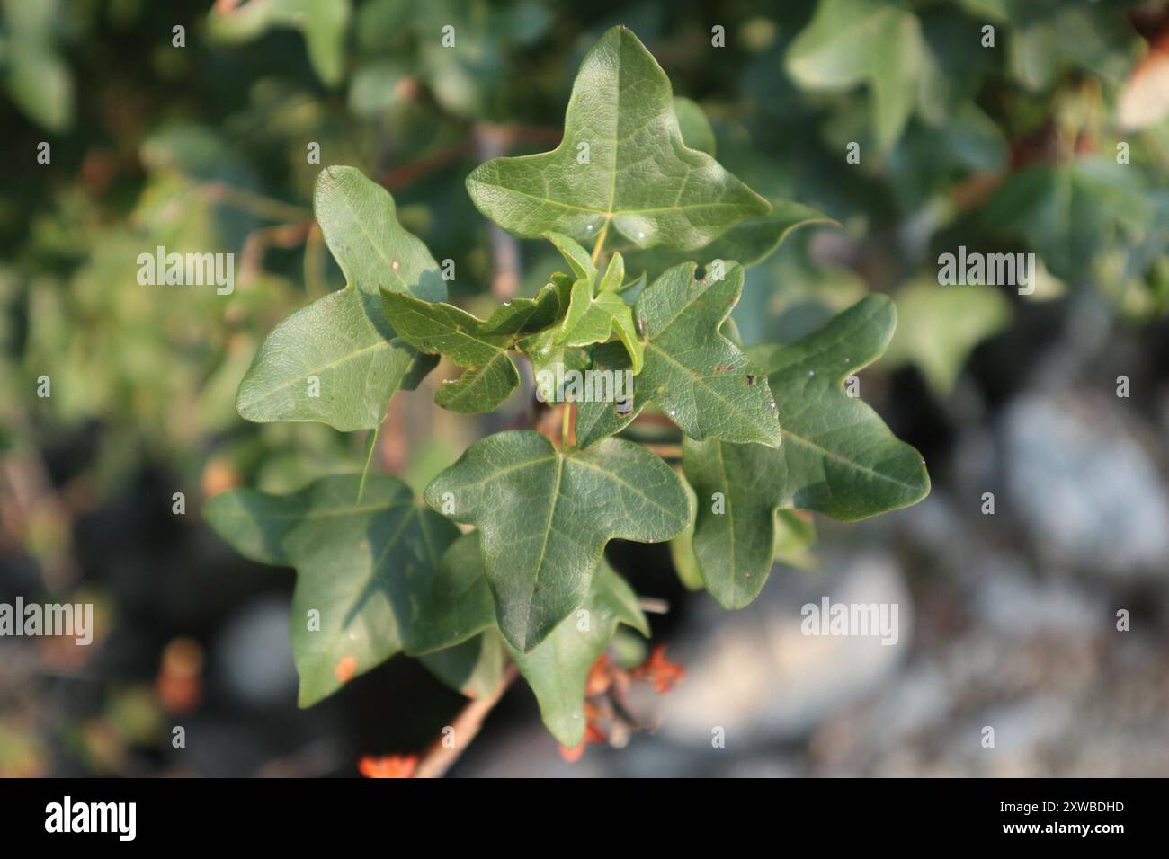Montpellier Maple (Acer monspessulanum) Plantae Stock Photo - Alamy
