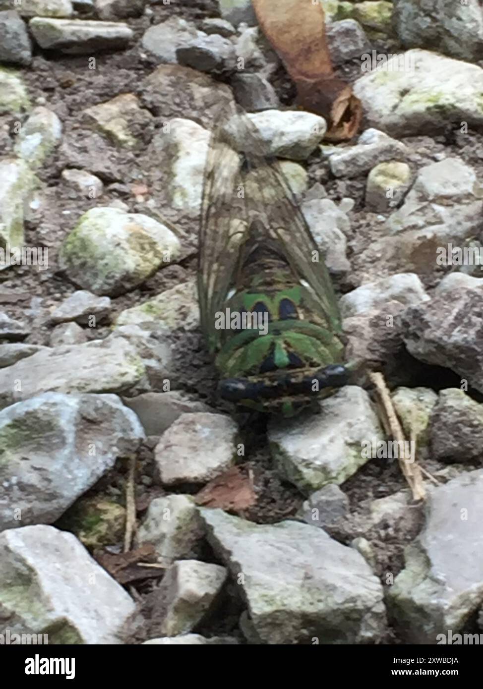 Scissor Grinder (Neotibicen pruinosus) Insecta Stock Photo - Alamy