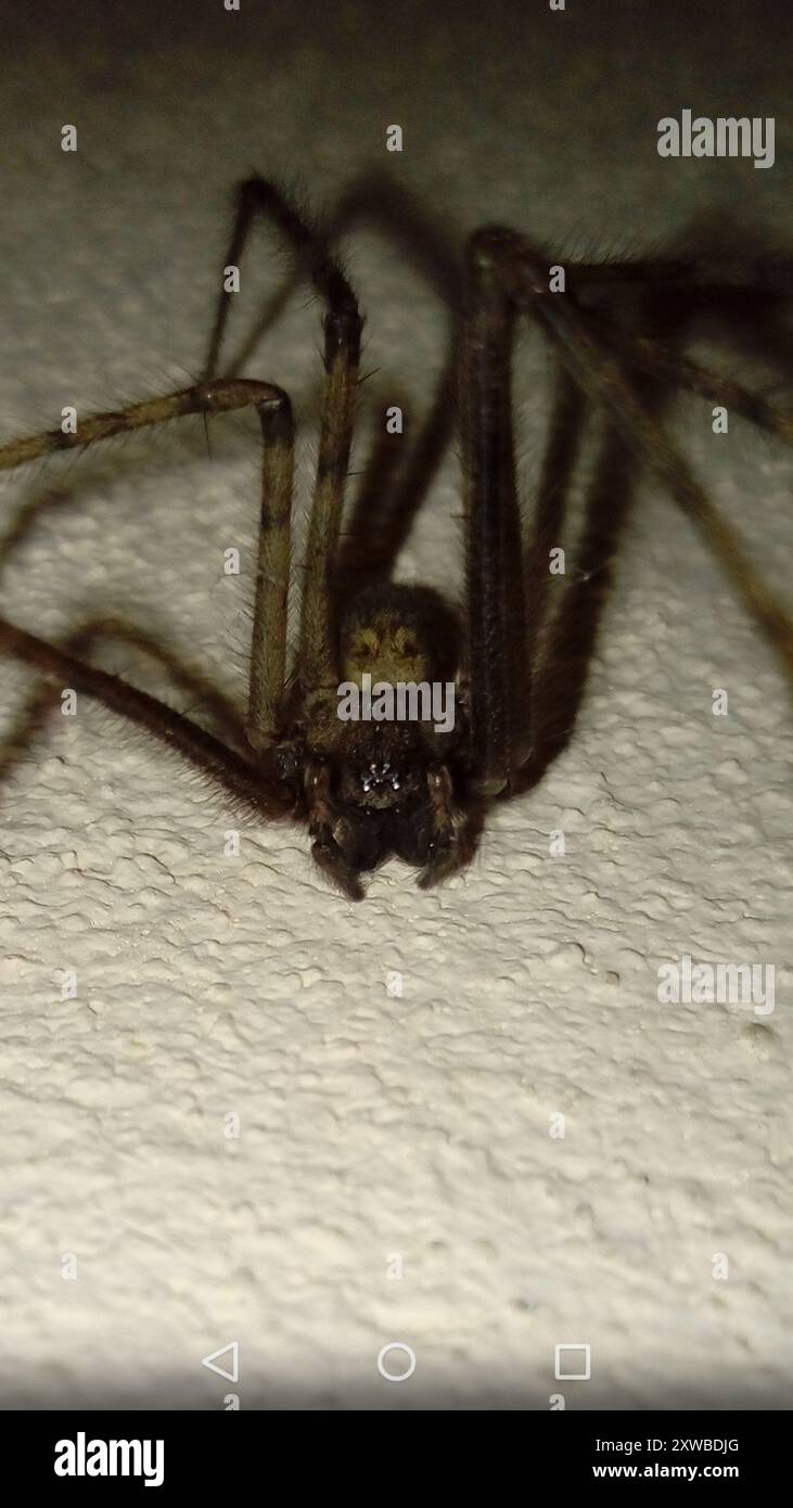 Cardinal Spider (Tegenaria parietina) Arachnida Stock Photo - Alamy