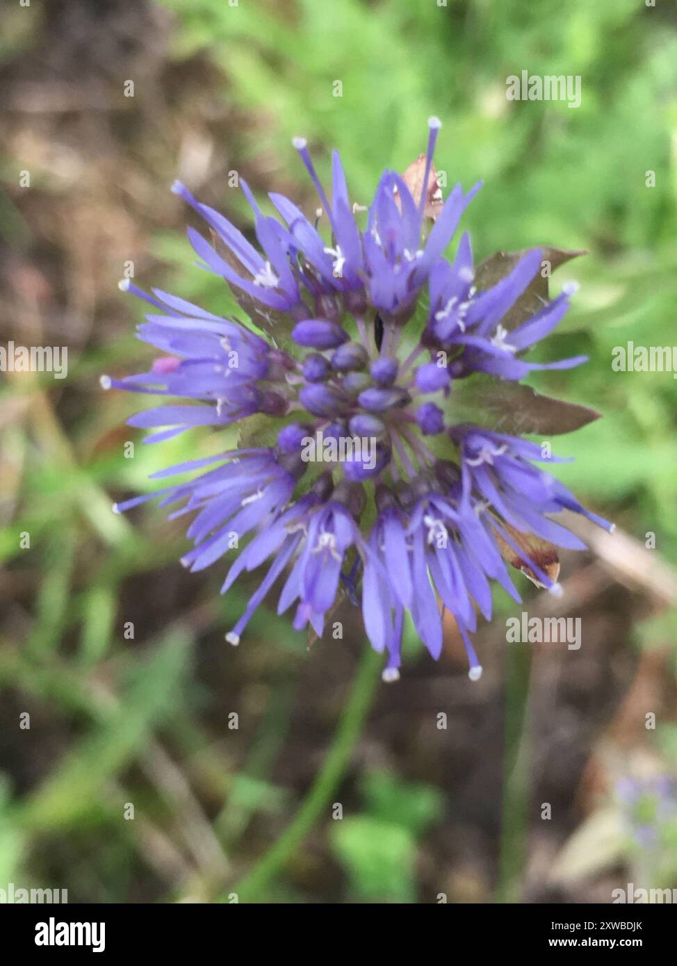 Sheep's-bit (Jasione montana) Plantae Stock Photo - Alamy