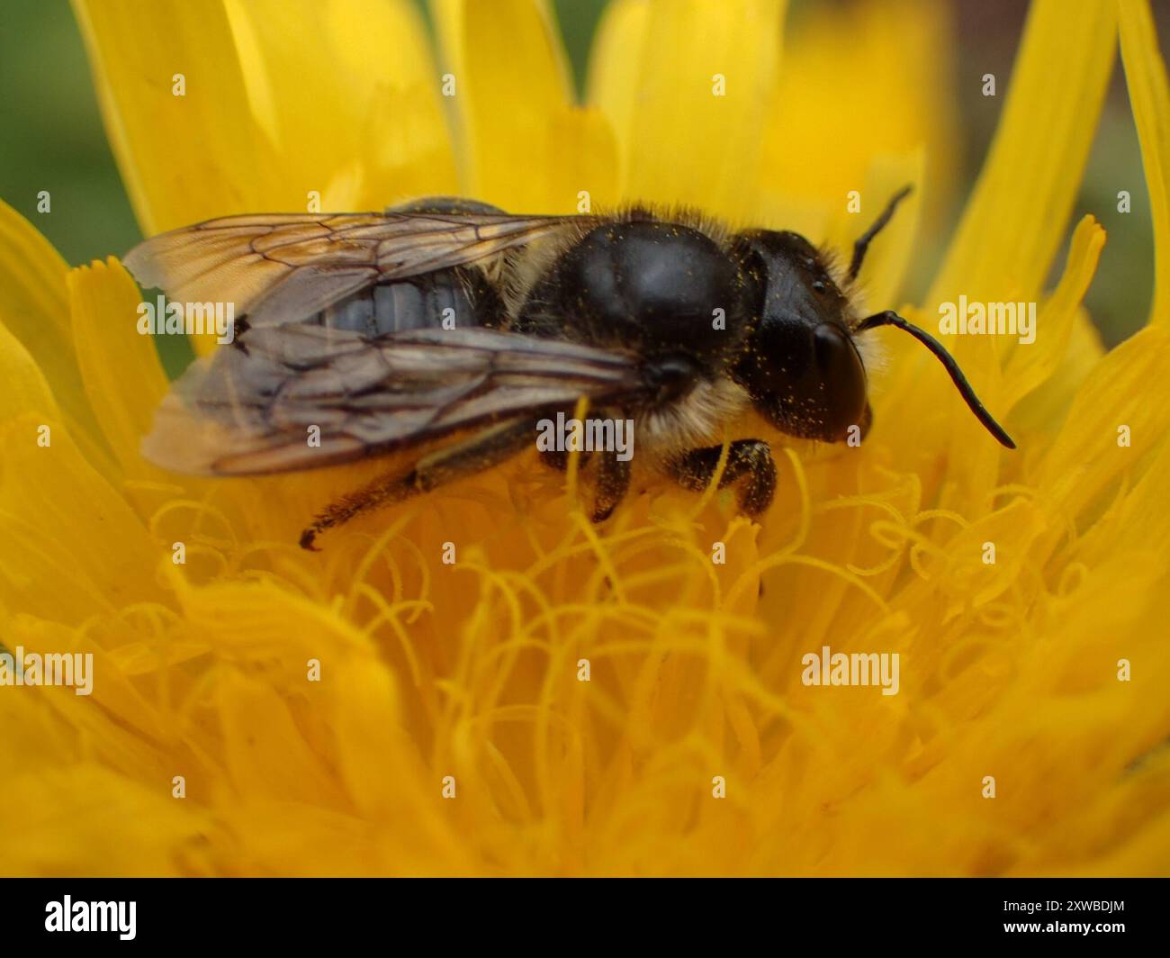 (Megachile inermis) Insecta Stock Photo - Alamy