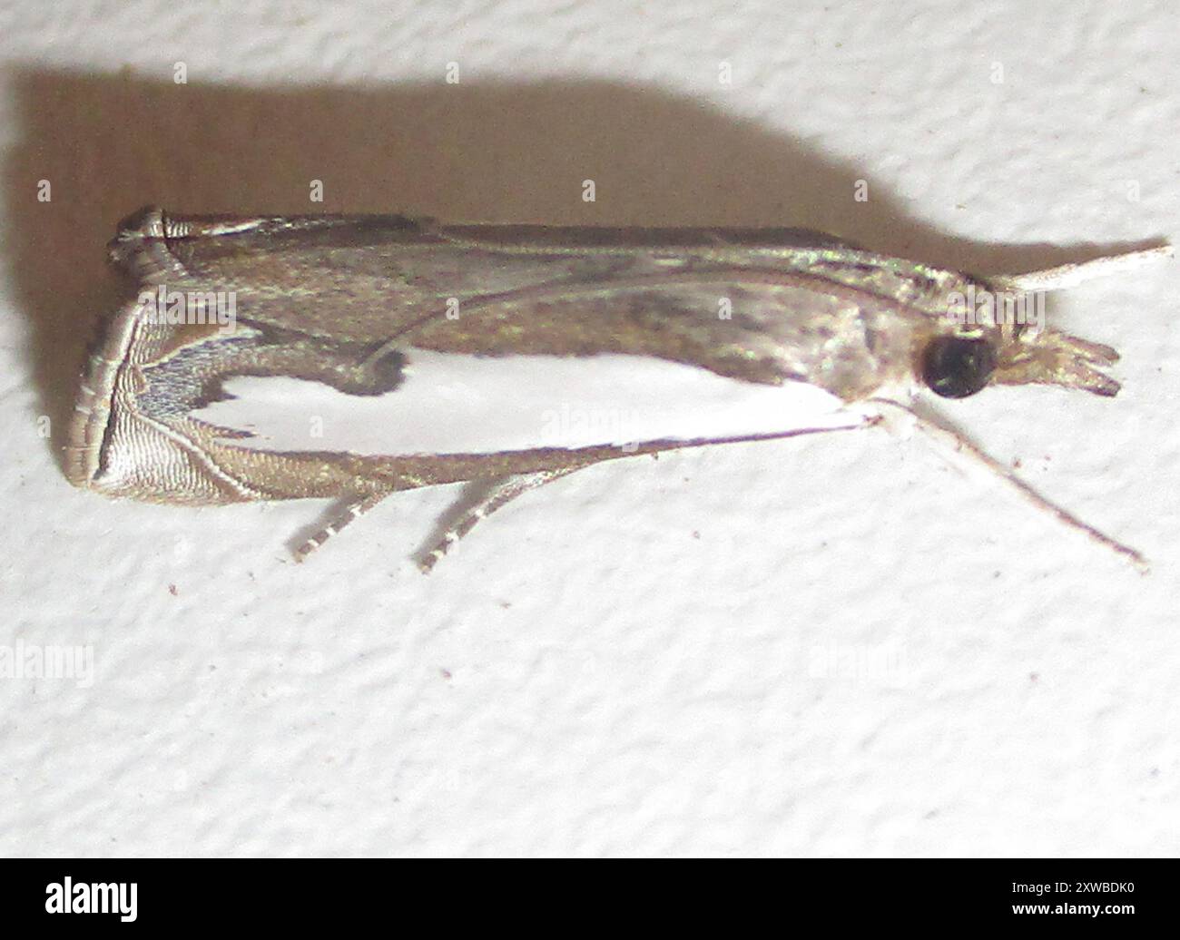 (Classeya quadricuspis) Insecta Stock Photo - Alamy