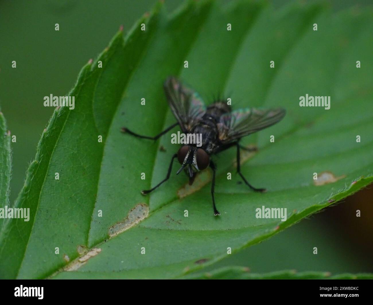 Common Flesh Flies (Sarcophaga) Insecta Stock Photo - Alamy