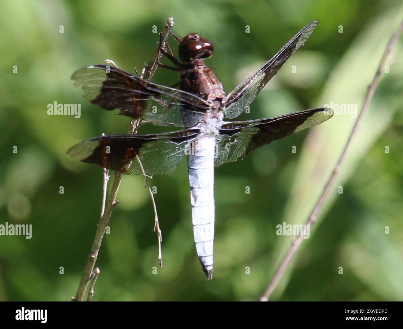 Common Whitetail (Plathemis lydia) Insecta Stock Photo - Alamy