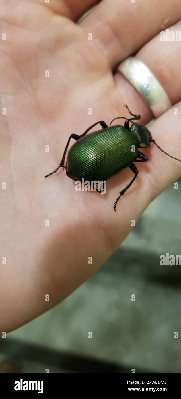 Fiery Searcher (Calosoma scrutator) Insecta Stock Photo - Alamy