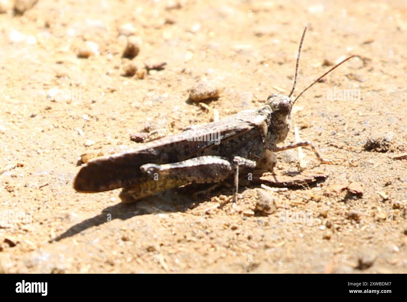Trimerotropis verruculata suffusa hi-res stock photography and images ...