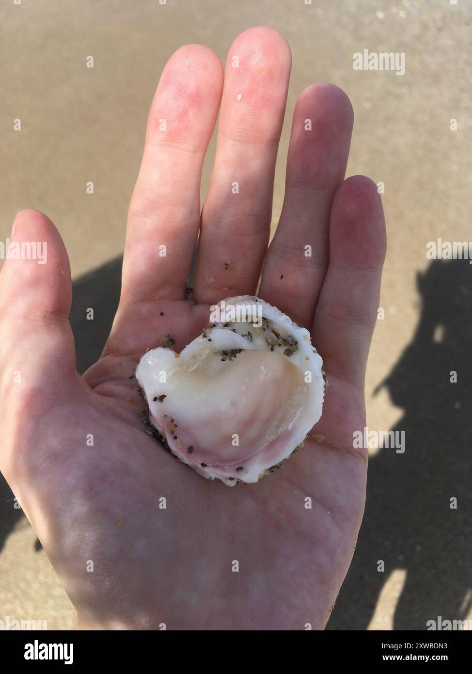 Spiny Jewel Box (Arcinella cornuta) Mollusca Stock Photo - Alamy