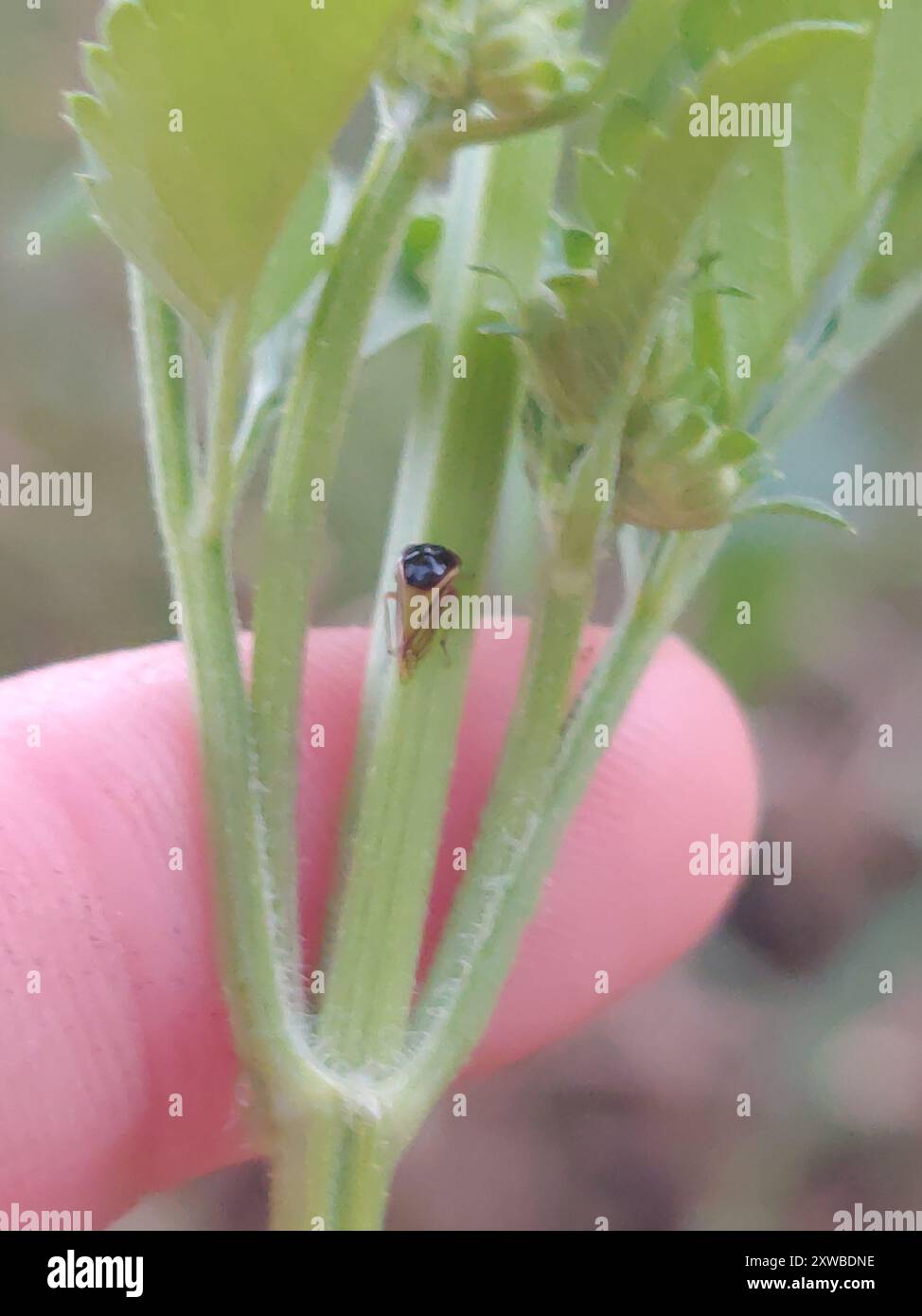 (Acutalis tartarea) Insecta Stock Photo - Alamy