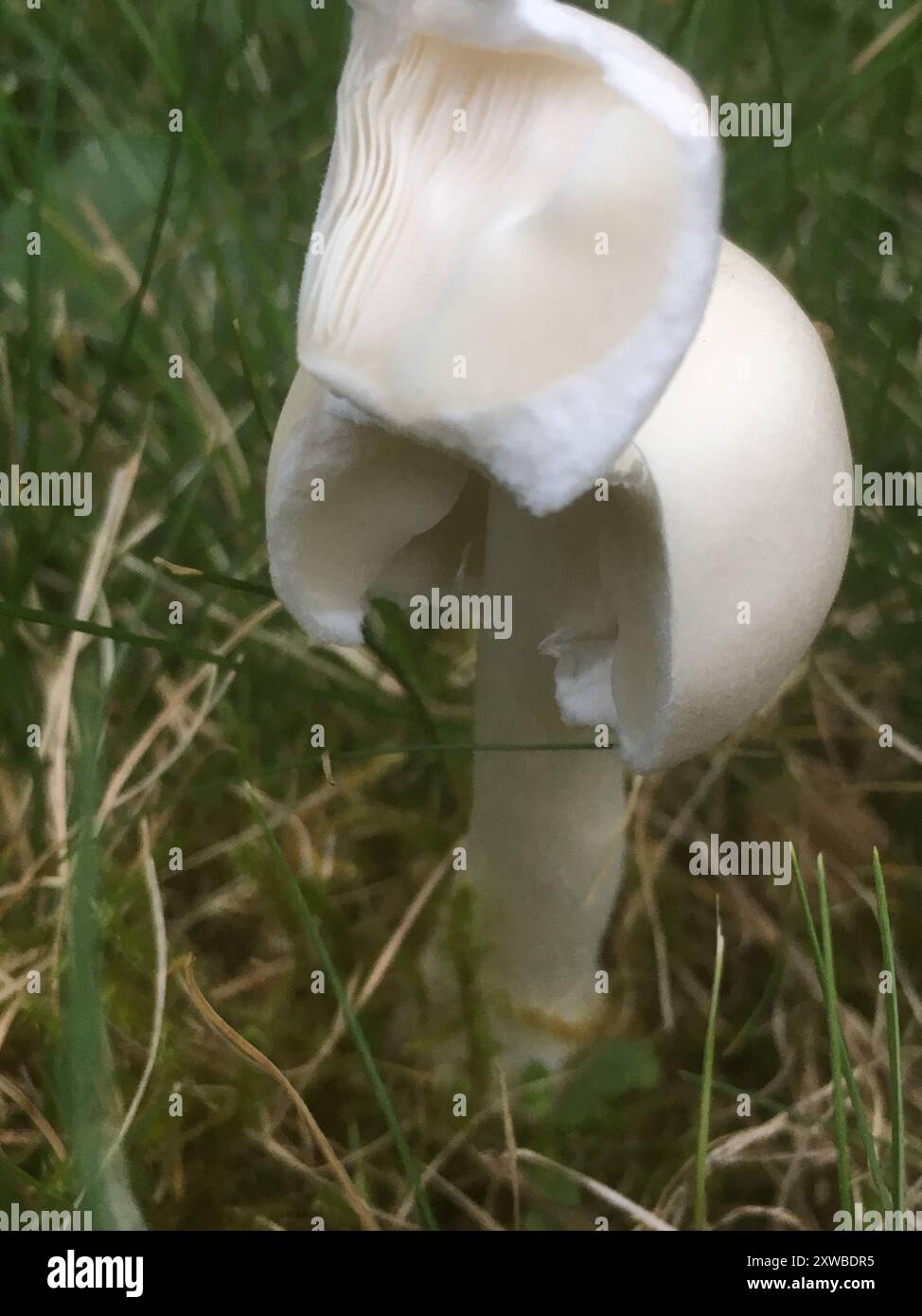 White Dapperling (Leucoagaricus leucothites) Fungi Stock Photo - Alamy