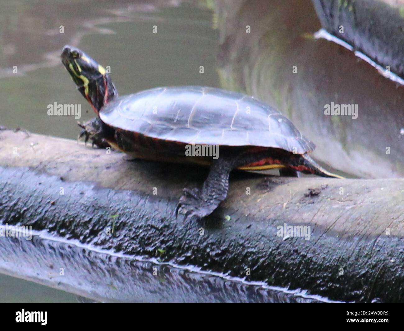 Midland Painted Turtle (Chrysemys picta marginata) Reptilia Stock Photo ...