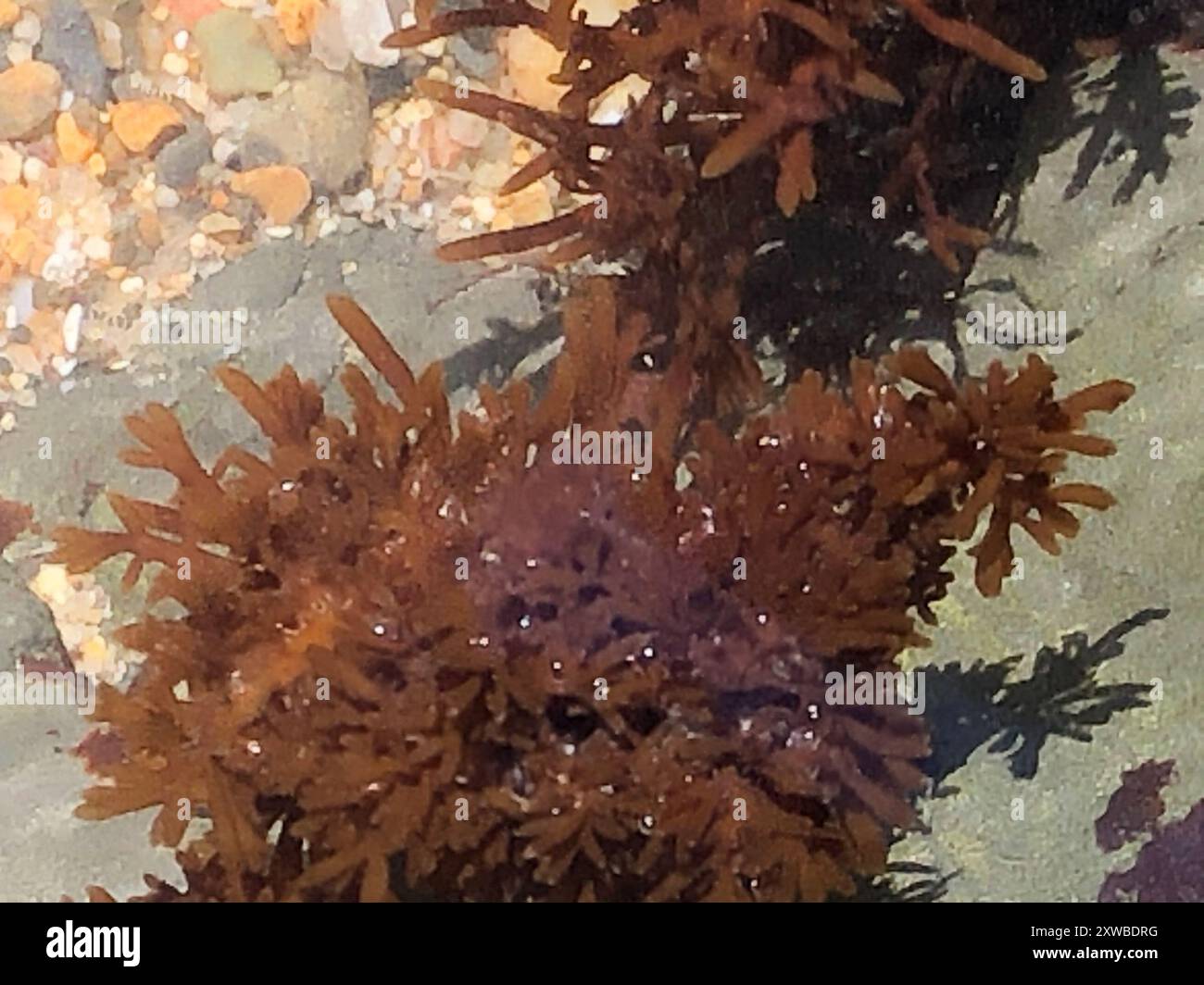 (Prionitis lanceolata) Plantae Stock Photo - Alamy