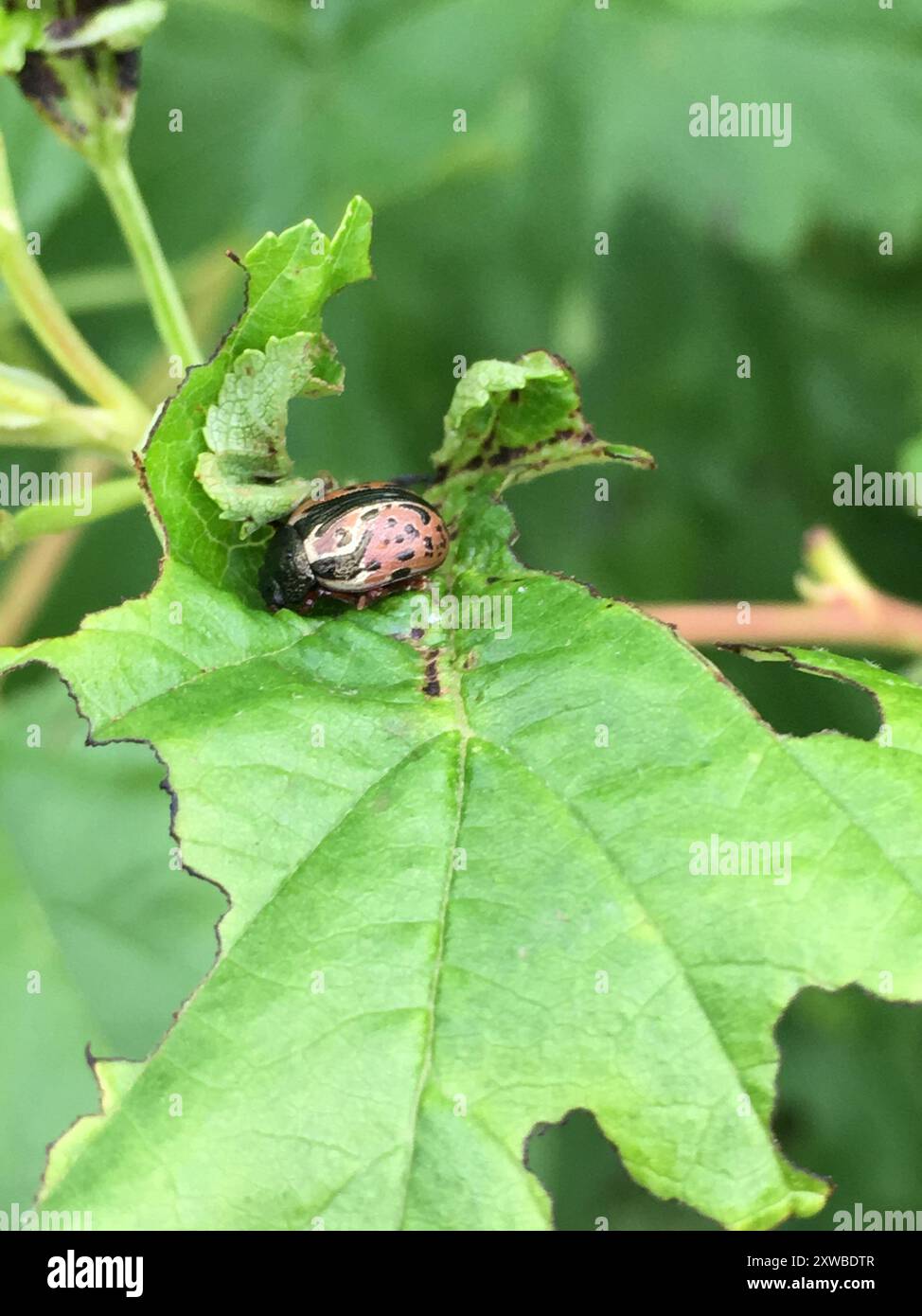 Confluent Leaf Beetle (Calligrapha confluens) Insecta Stock Photo - Alamy