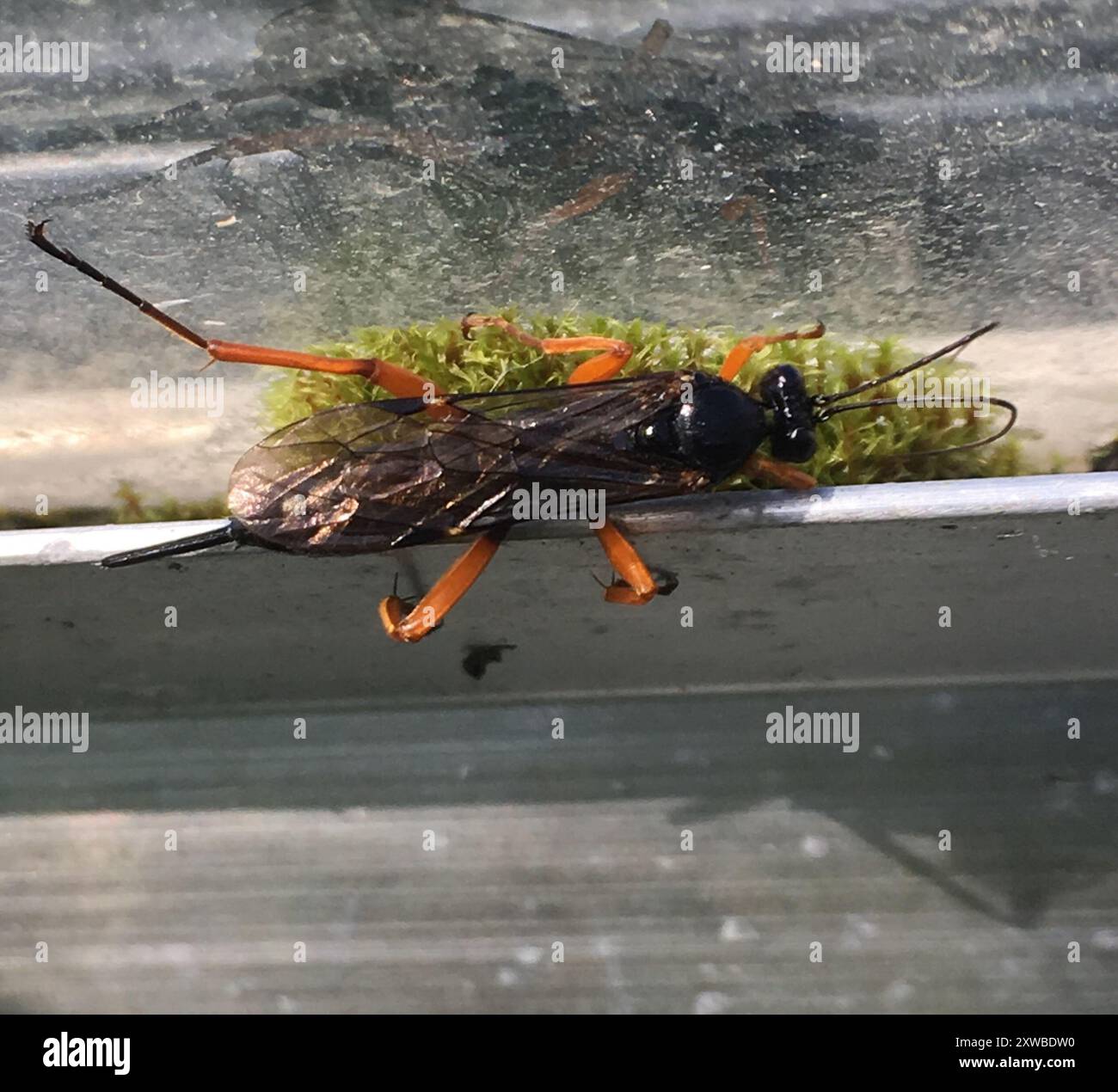 Pimpla rufipes hi-res stock photography and images - Alamy